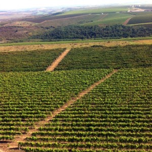 Lansare de vin la înălțime – Conacul Ambrozy, Cramele Recaș - FoodCrew