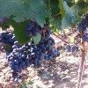 Lansare de vin la înălțime – Conacul Ambrozy, Cramele Recaș - FoodCrew